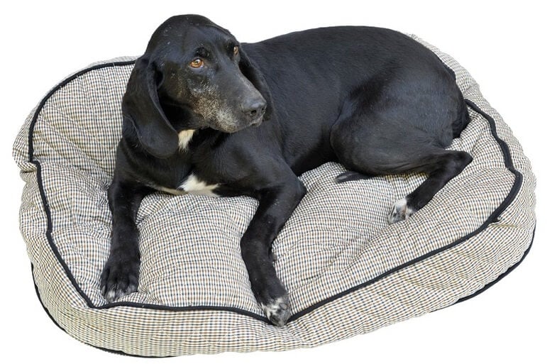 les accessoires pour chien indispensables